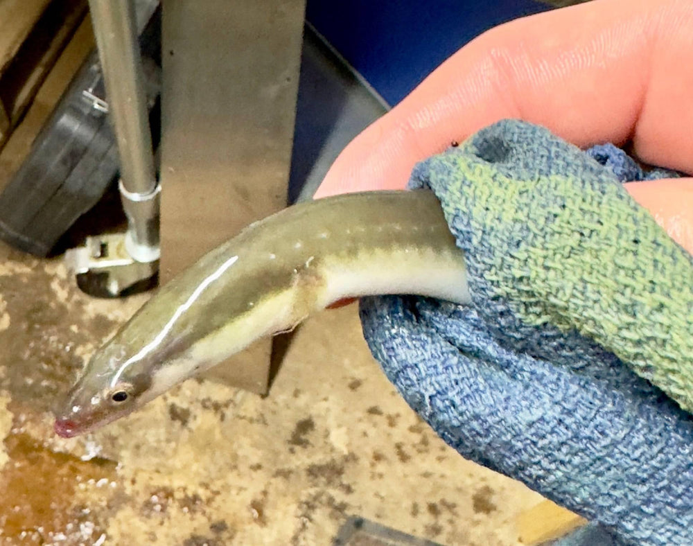 Freshwater Eel (Live Bait) – NORTH RIVER OUTDOORS