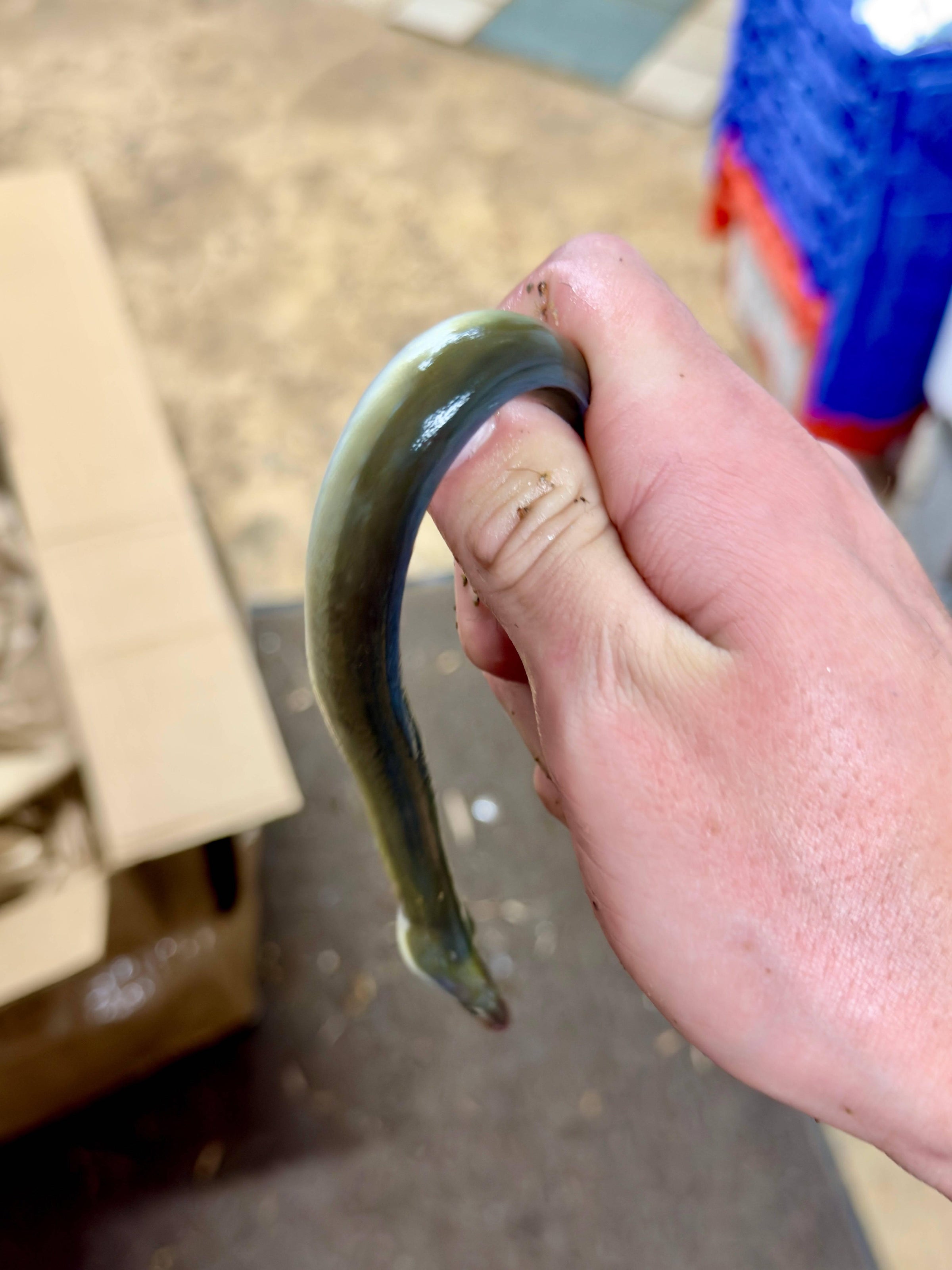 Freshwater Eel (Live Bait) – NORTH RIVER OUTDOORS